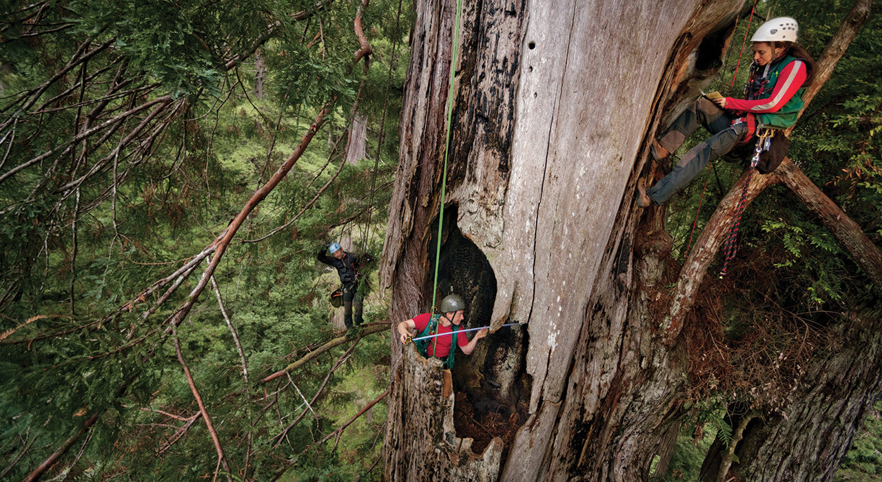 Tree Climbing Gear | Height Access | Arborist Equipment | Treegear